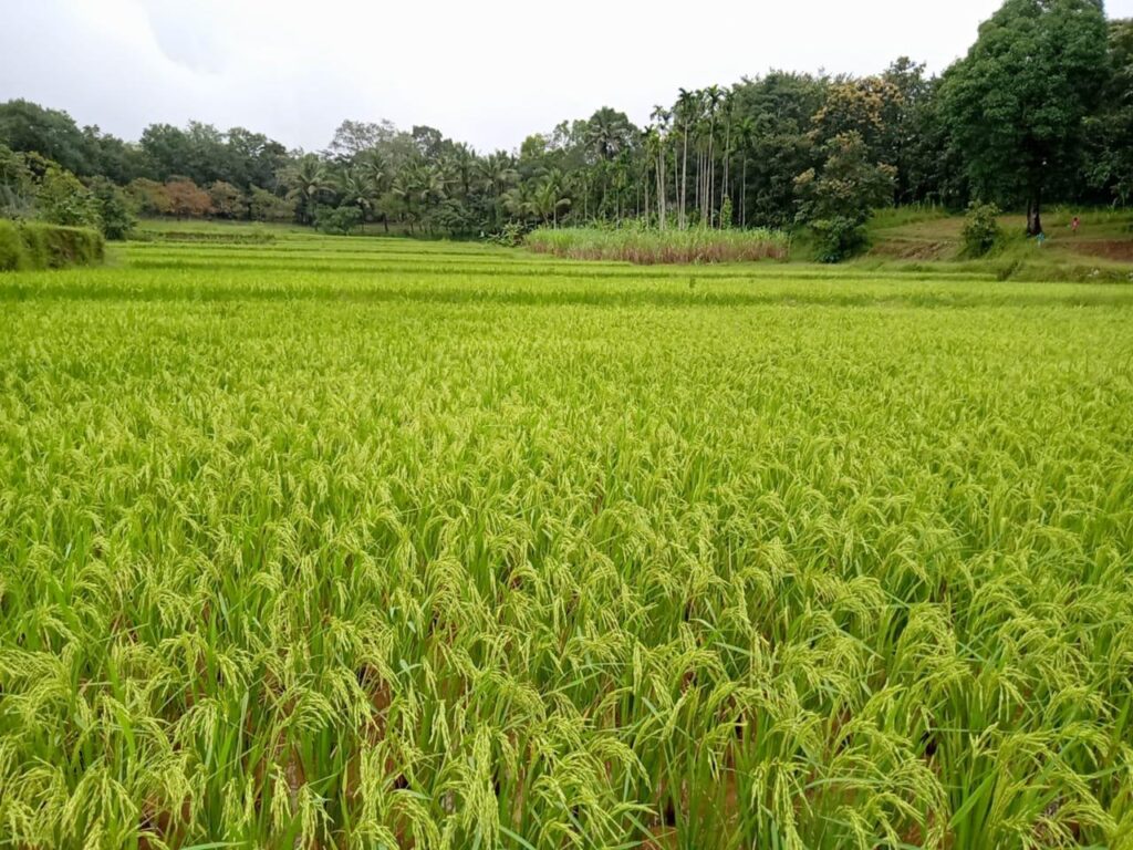 Green Lifestyle – Farming – The Earth Limited